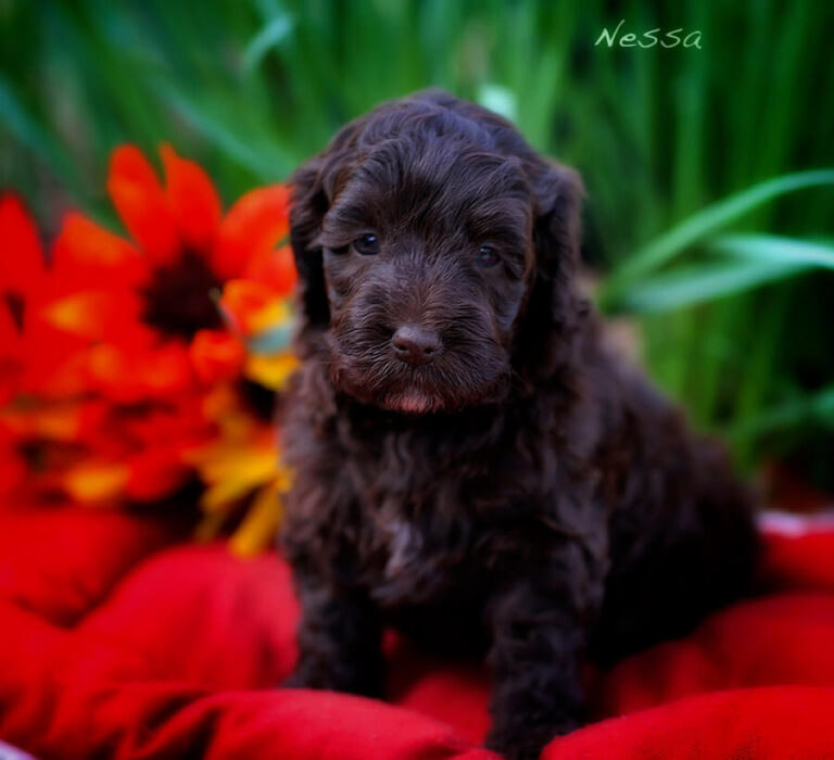 Adopt Australian Labradoodles- Swinging Gate Labradoodles