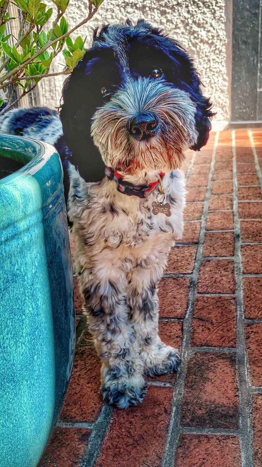 Adopt Australian Labradoodles- Swinging Gate Labradoodles