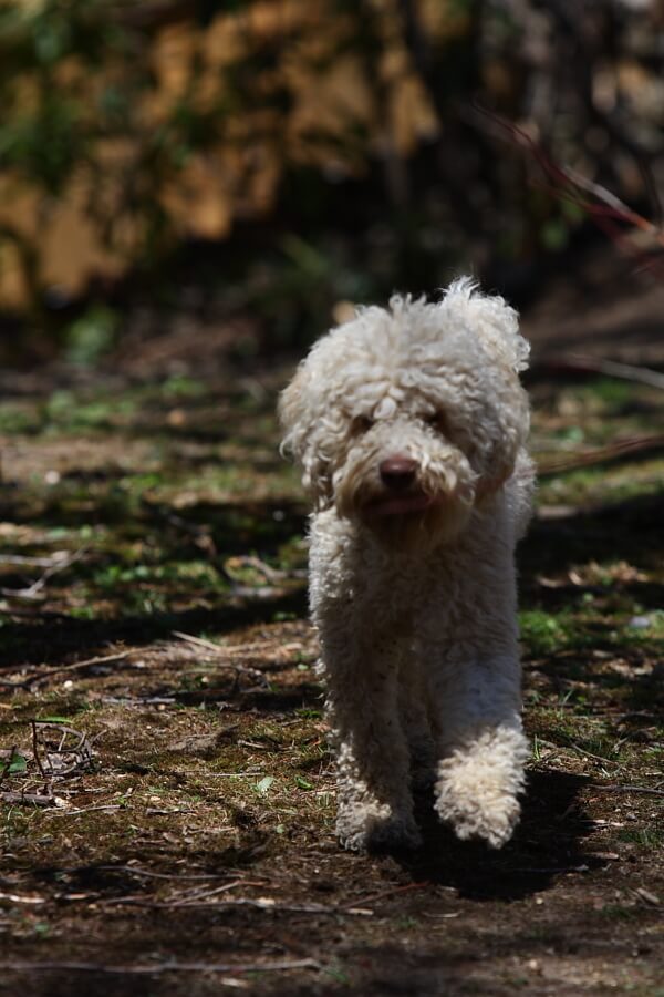 Whispering Winds Augie Doggie - Swinging Gate Labradoodles