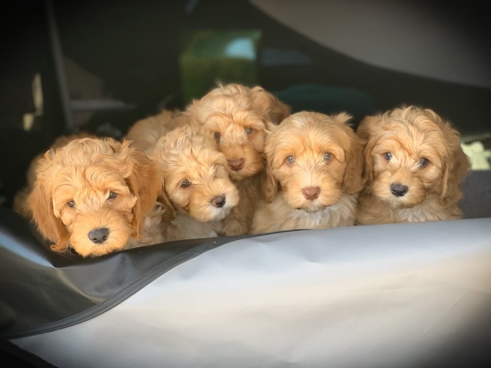 Australian Labradoodle Breed- Swinging Gate Labradoodles