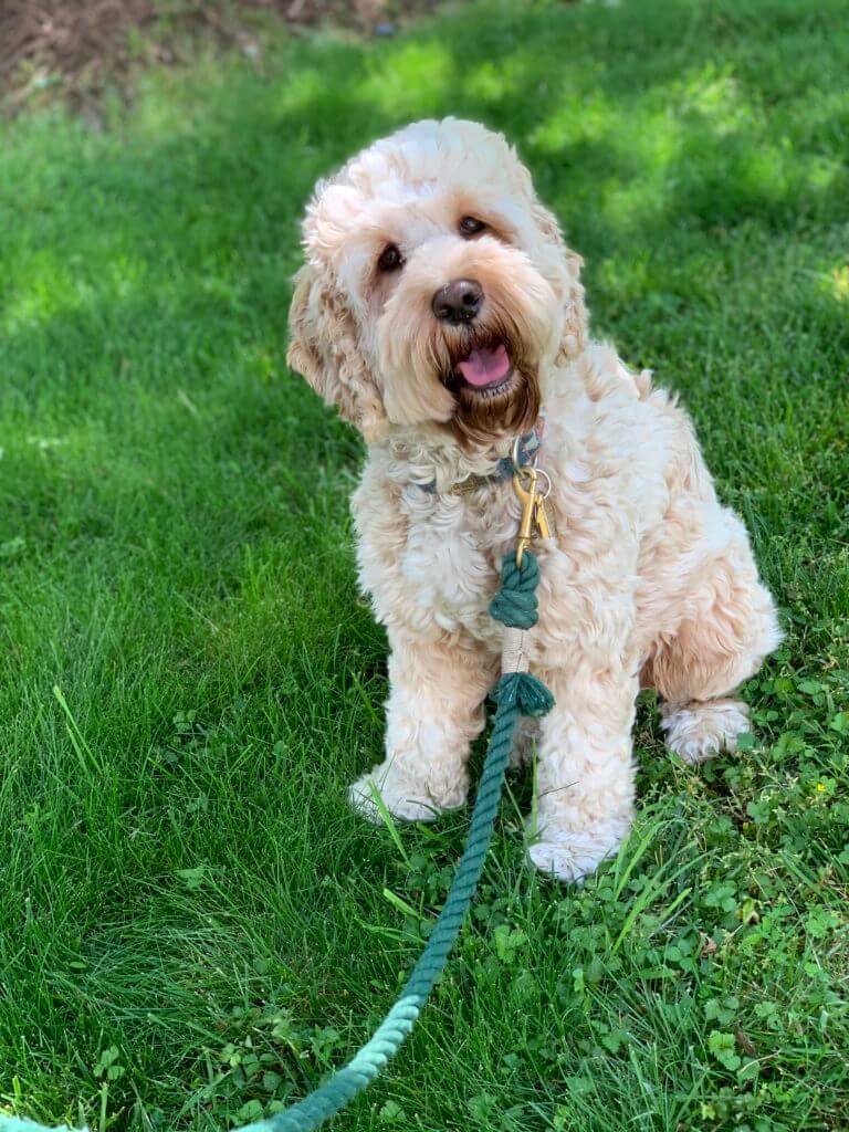 Swinging Gate Jolene - Swinging Gate Labradoodles