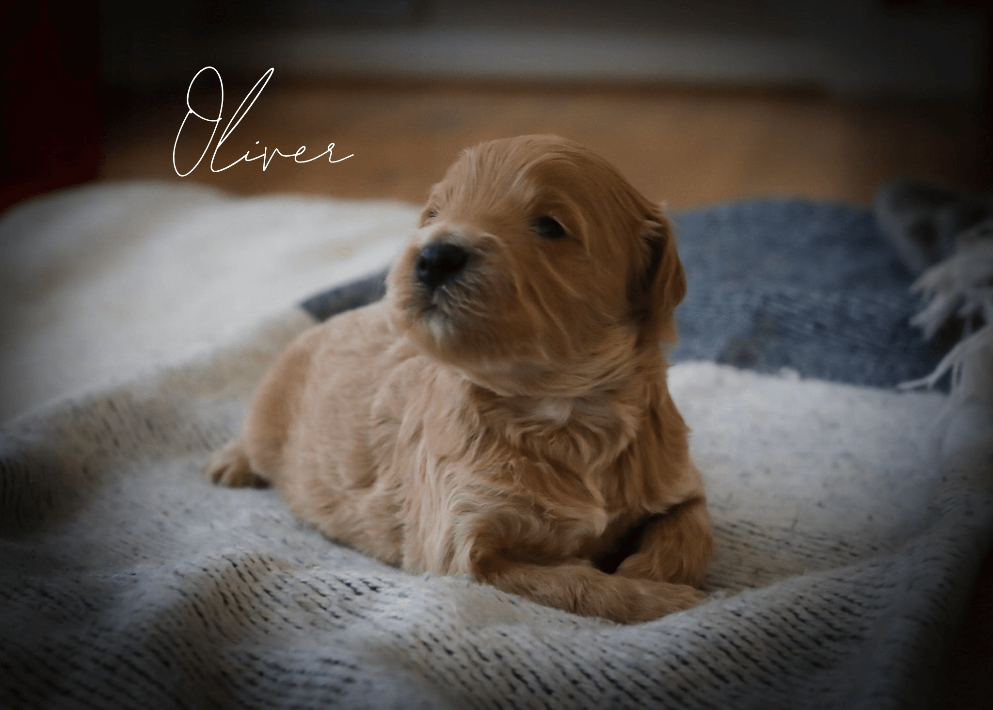 Australian Labradoodles Alumni | Swinging Gate Labradoodles