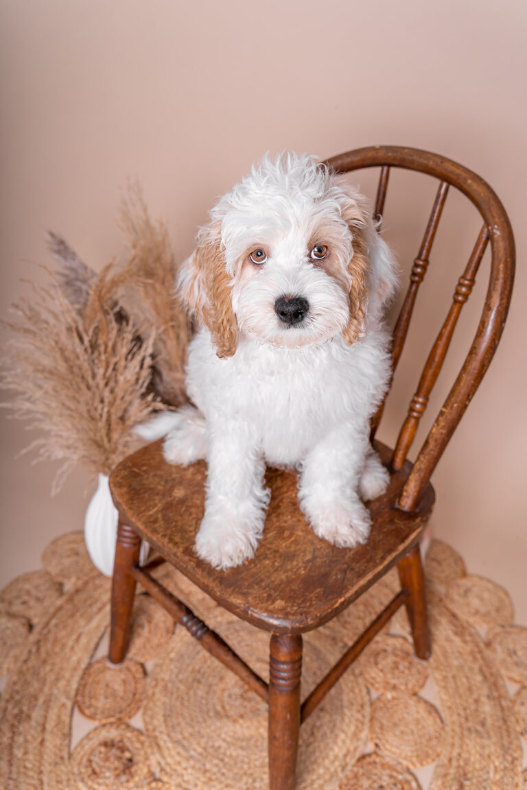 Available Pups - Swinging Gate Labradoodles