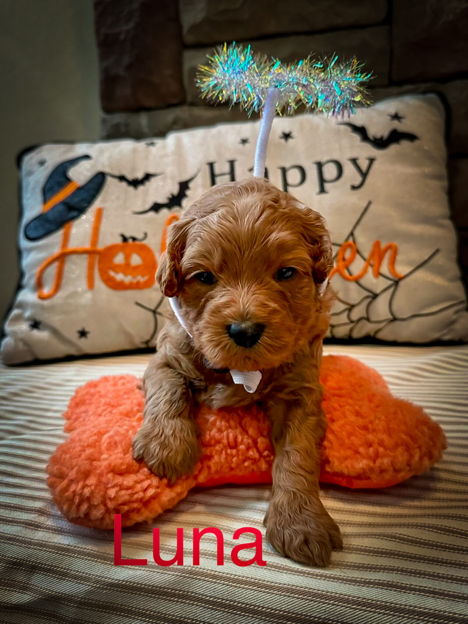 Available Pups - Swinging Gate Labradoodles
