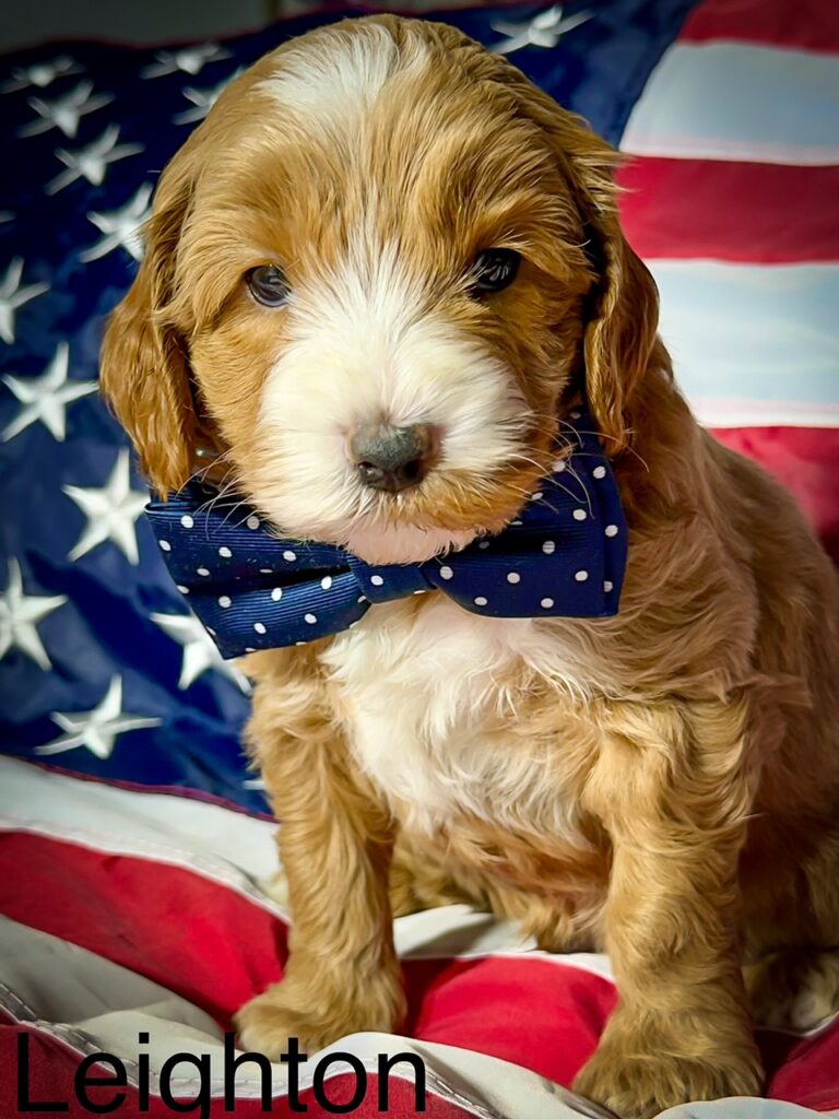 Available Pups - Swinging Gate Labradoodles